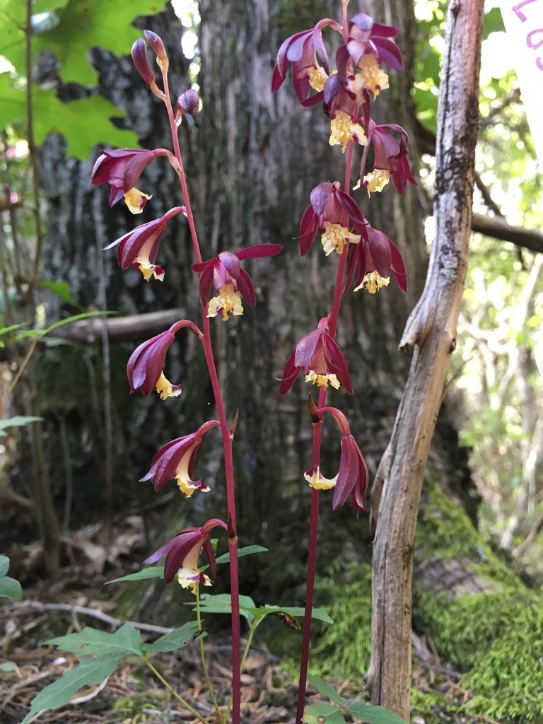 Texas Crested Coralroot in July 2019 by marcie12h · iNaturalist