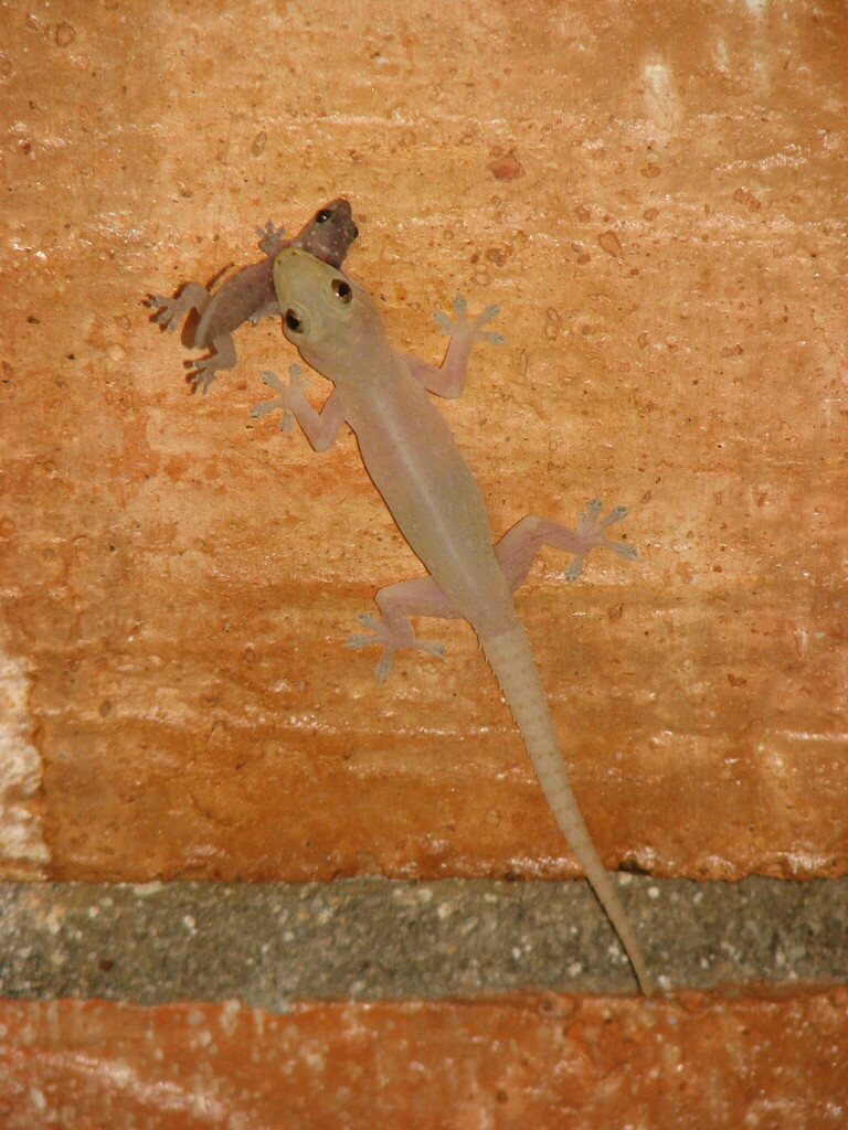 Asian House Gecko from Cerro de la Cruz, 63720 La Peñita de Jaltemba ...