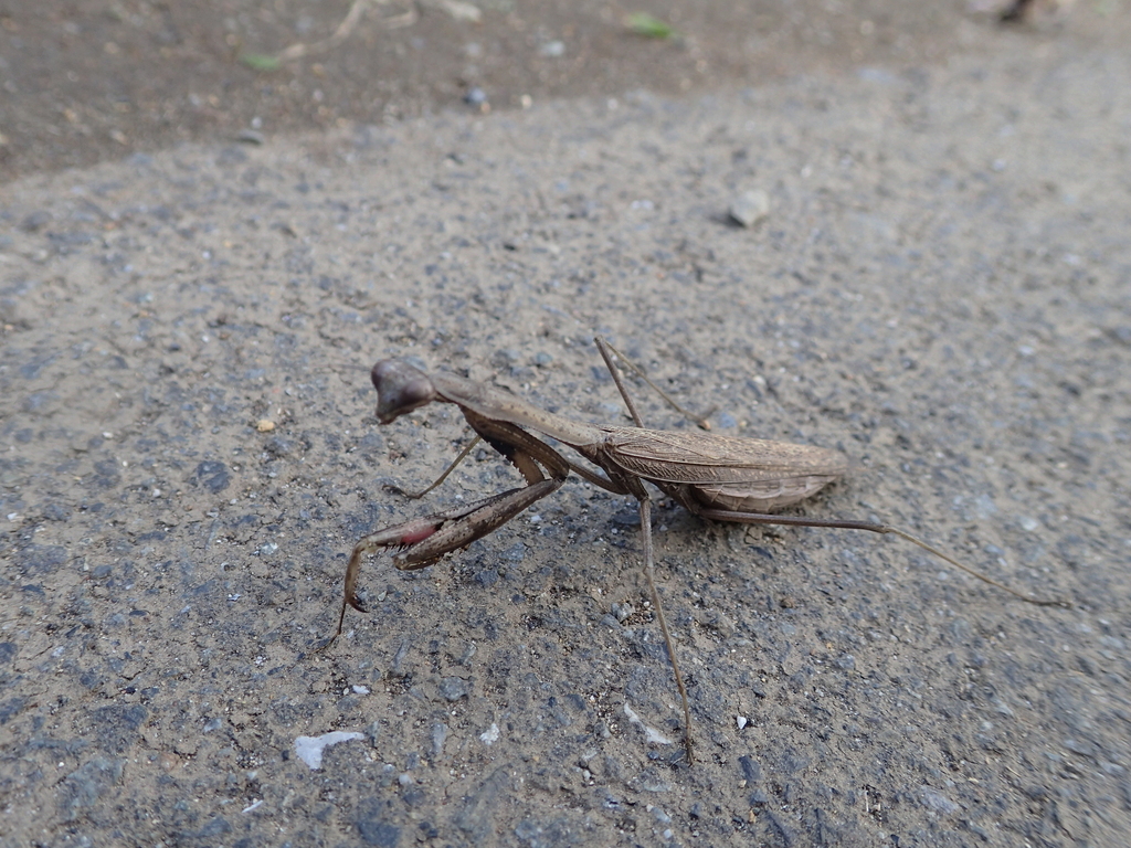 Statilia maculata maculata in November 2024 by hakkahamushi · iNaturalist