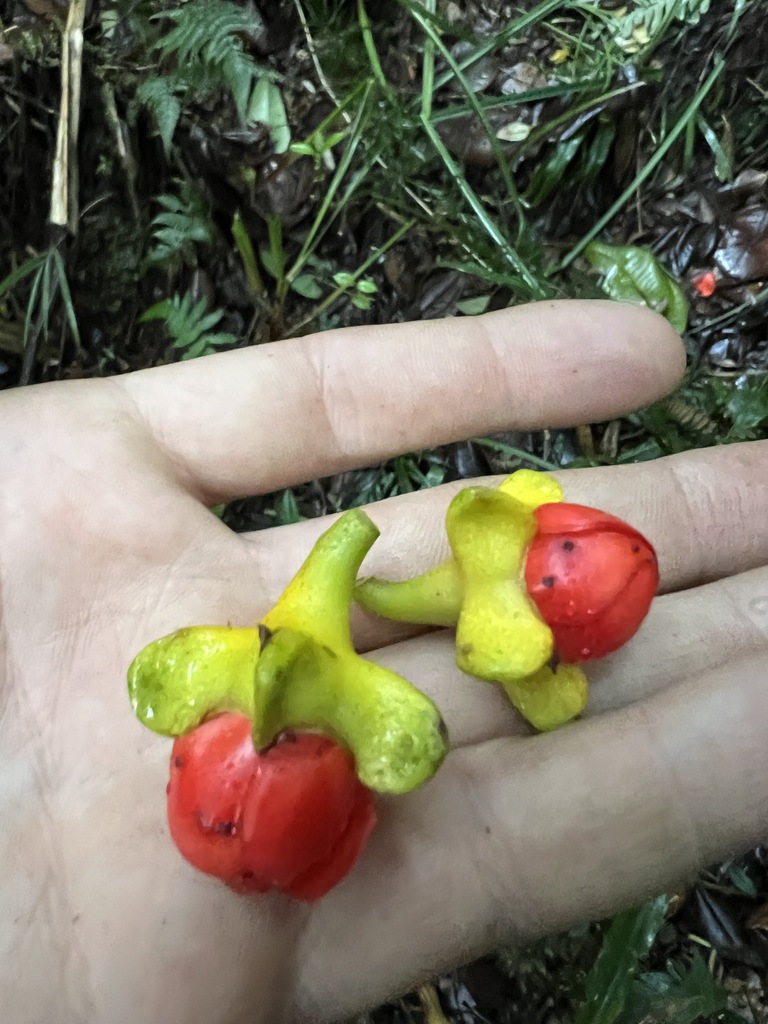(Meriania aurata) - Botanical Realm