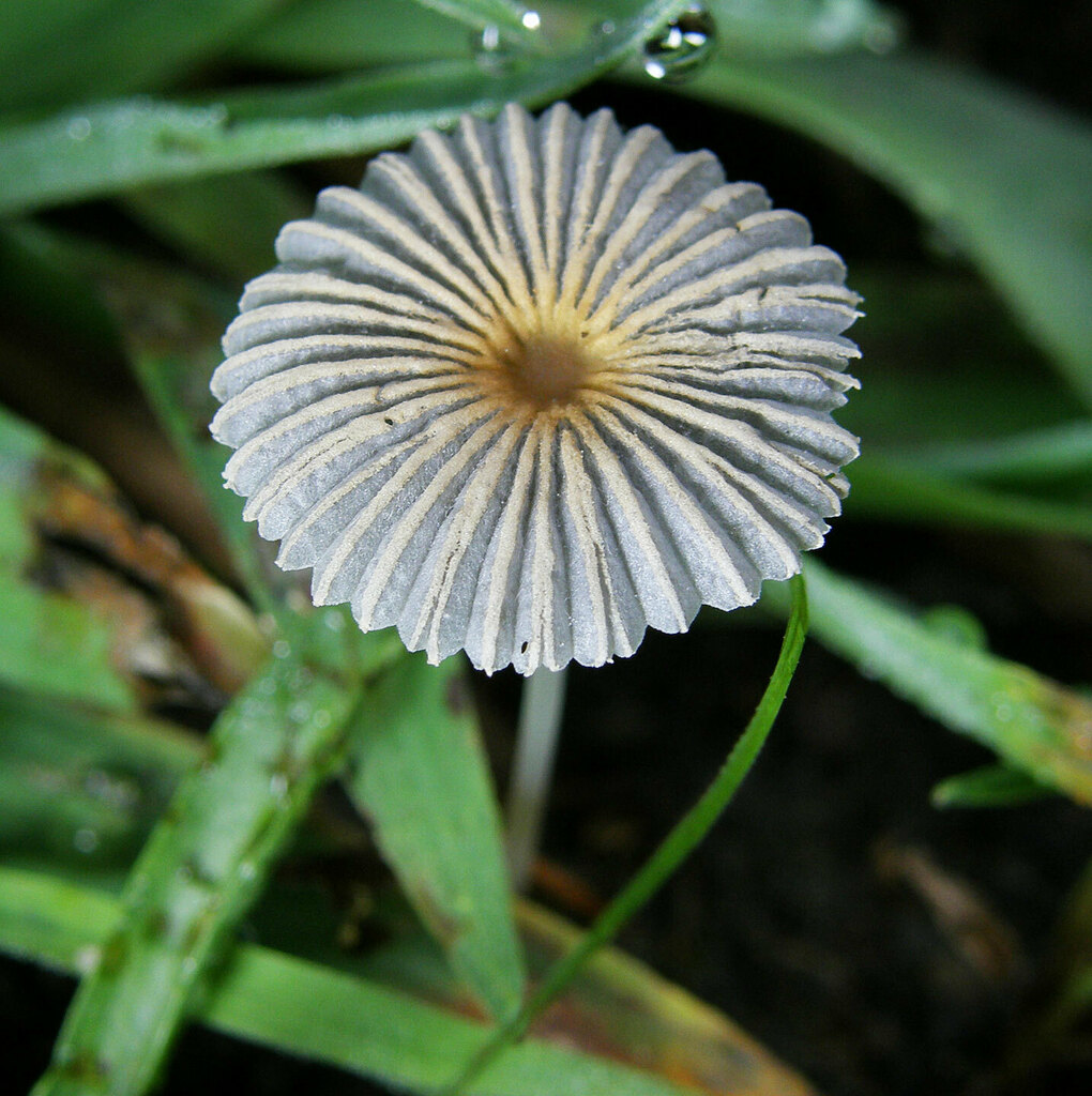Pleated Inkcap (Fungi of Appalachia) · iNaturalist
