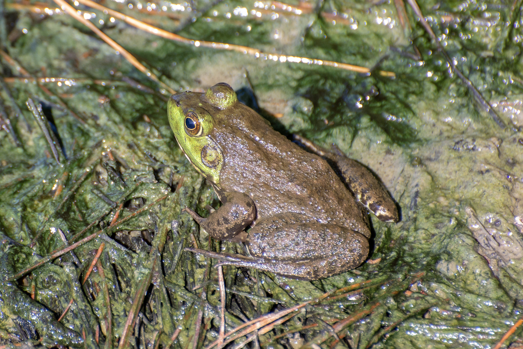 American Bullfrog from Pt Pleasant Farm (private), Neavitt, Talbot ...