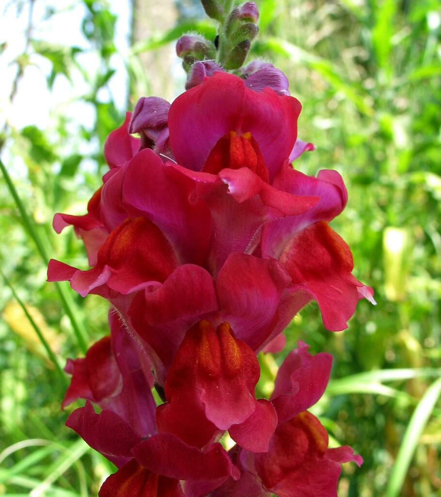 Snapdragon from 54 Badem, Germany on June 23, 2005 at 04:54 PM by James ...