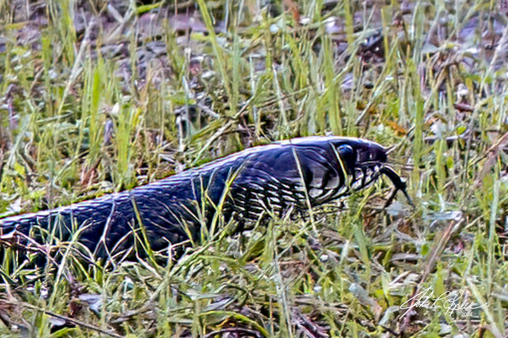 Oriental Rat Snake from Anuradhapura, Sri Lanka on November 20, 2024 at ...
