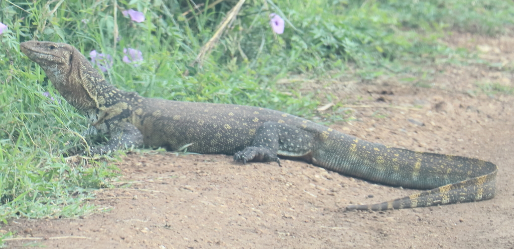 Nile Monitor from Nairobi National Park, Nairobi, Kenya on November 28 ...