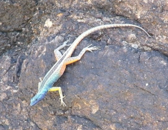 Augrabies flat lizard from ZF Mgcawu District Municipality, South ...