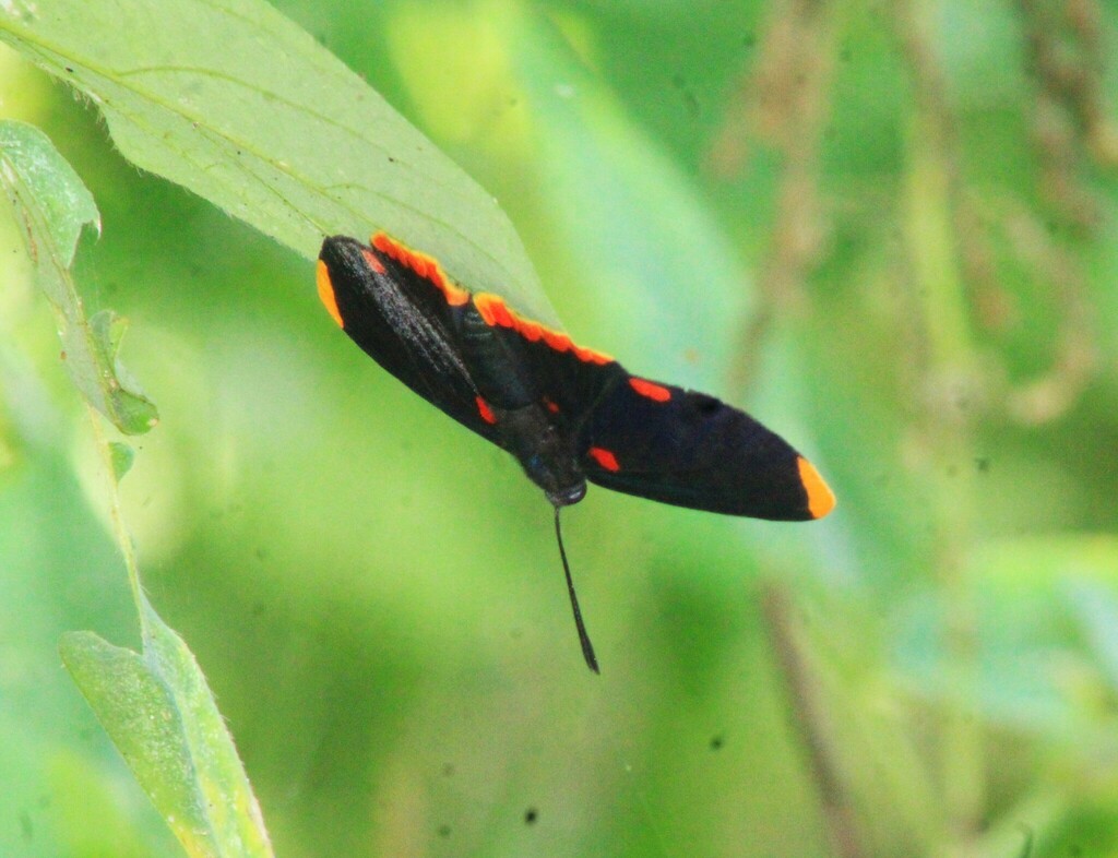Red-bordered Pixie from Bahía de Banderas, Nay., México on November 27 ...