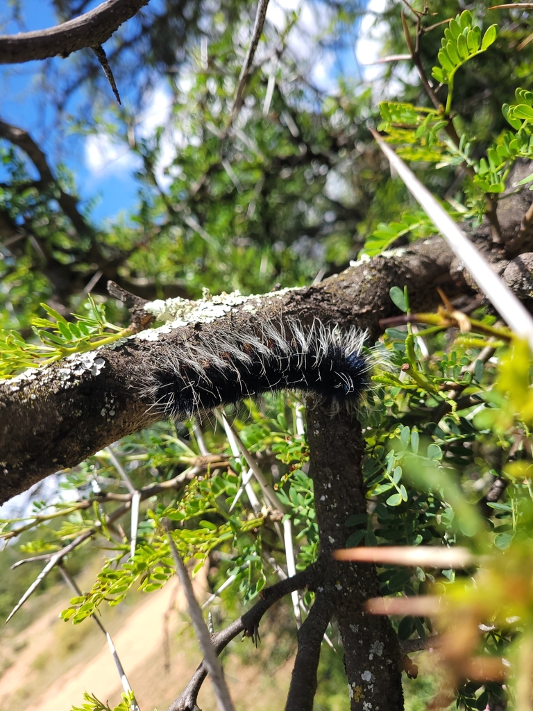 African Silk Moth from Oudtshoorn Local Municipality, South Africa on ...