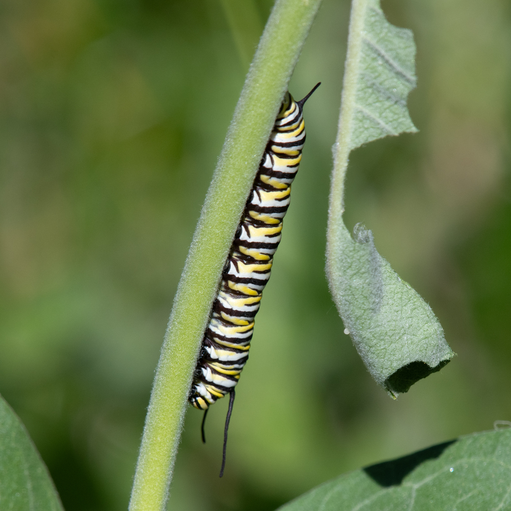 Monarch from Siskiyou County, CA, USA on July 10, 2018 at 04:36 PM by ...