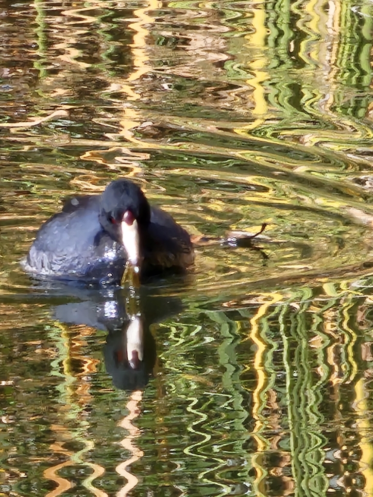 American Coot from San Joaquin Marsh, Irvine, CA 92612, USA on November ...