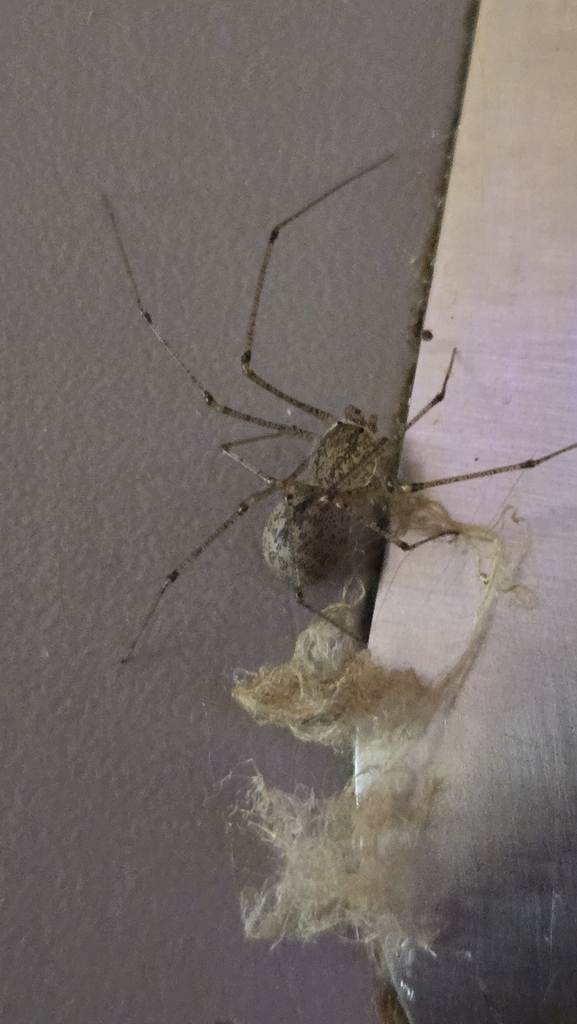 Scytodes atlacoya from Wheeler, AR 72704, USA on November 28, 2024 at ...