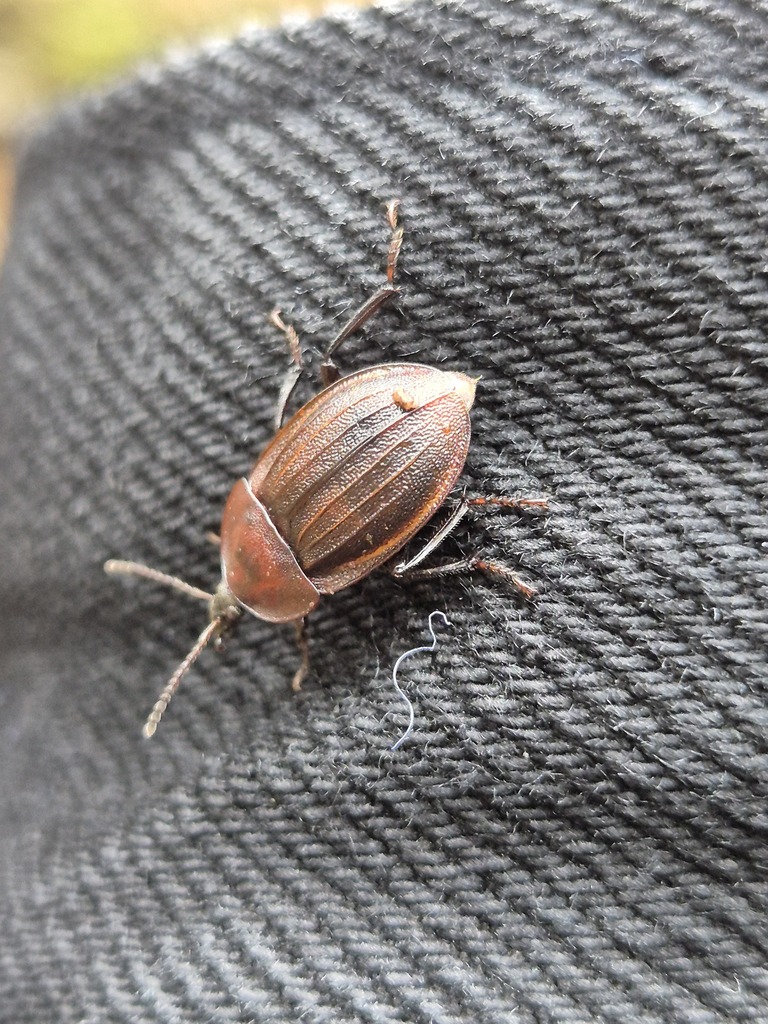 Black snail beetle from Diepenbeek, 3590 Diepenbeek, België on November ...