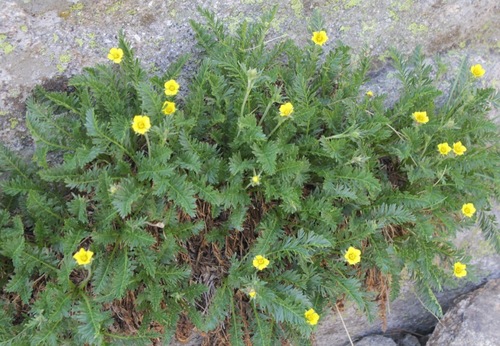 Slender-stemmed Avens (Variety Geum rossii turbinatum) · iNaturalist