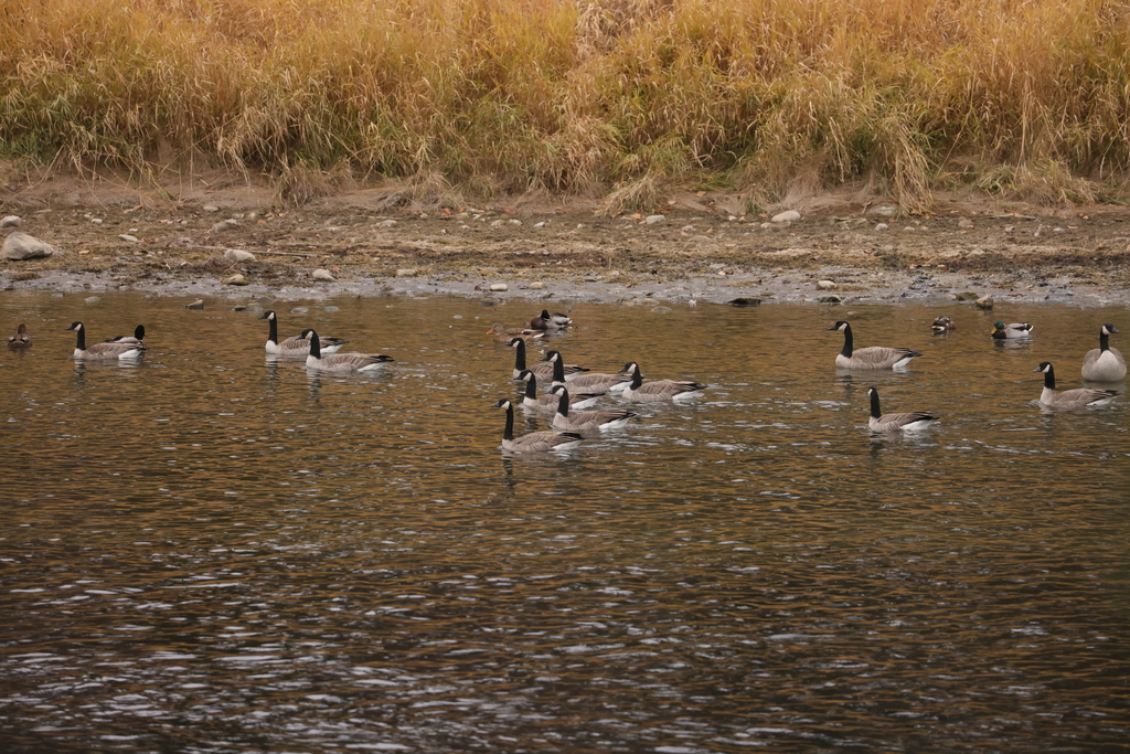 Canada Goose from River Bend Golf & Recreation Area Red Deer Alberta ...