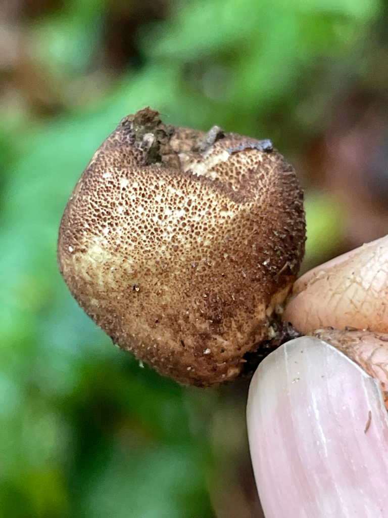 Lycoperdon in November 2024 by ym_wang_pnw · iNaturalist