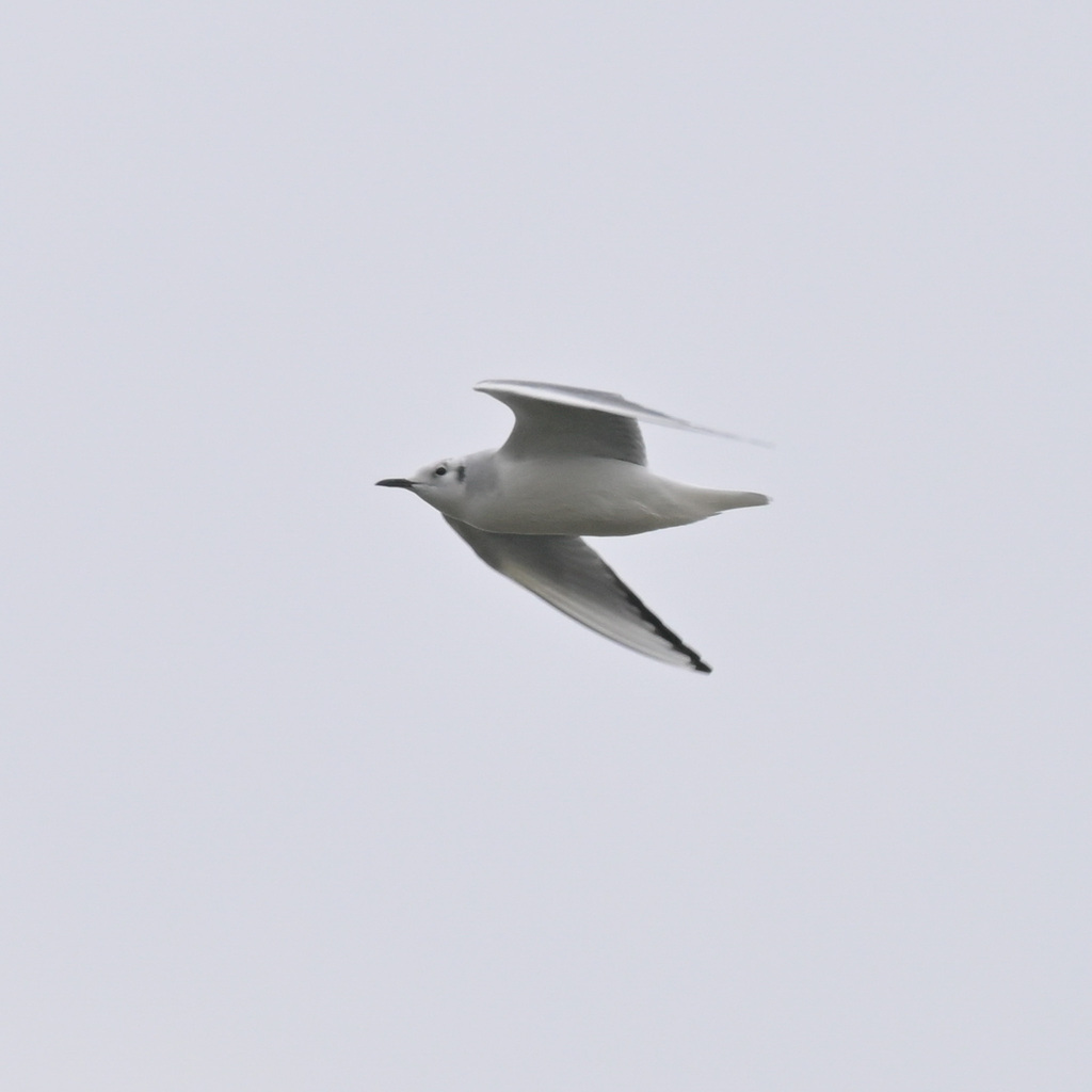 Bonaparte's Gull from Cordell Hull Lake, Tennessee 37030, USA on ...