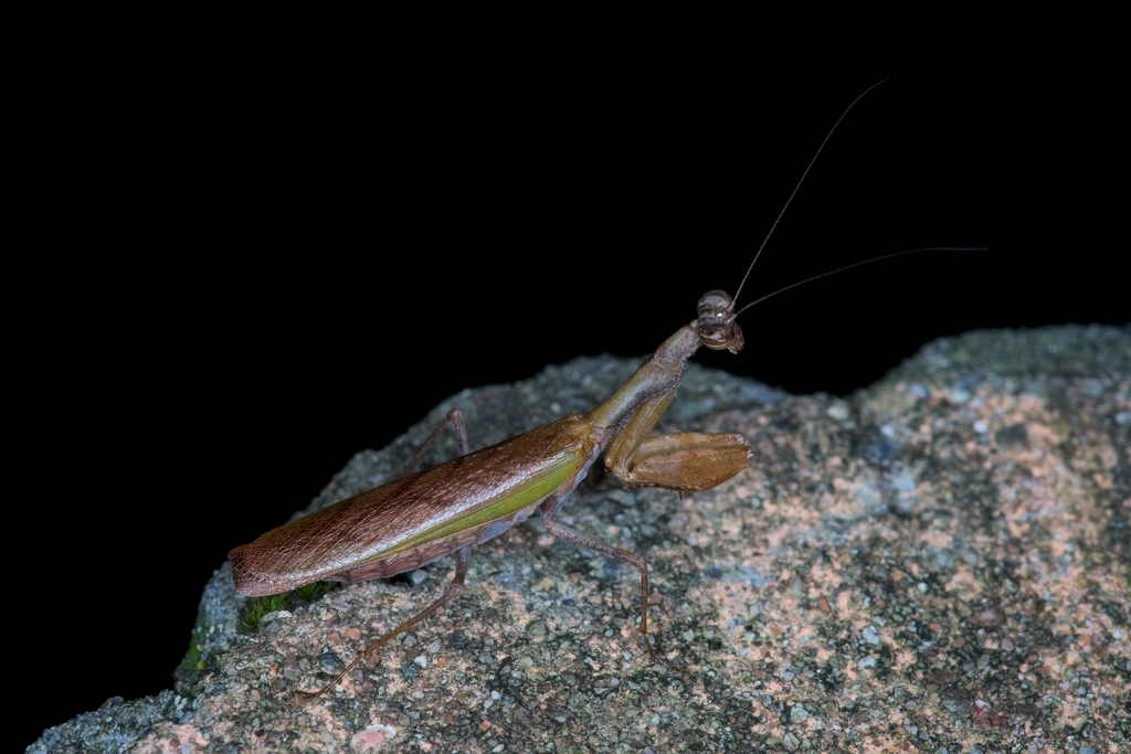 Japanese Boxer Mantis from Minookoen, Minoh, Osaka 562-0002, Japan on ...