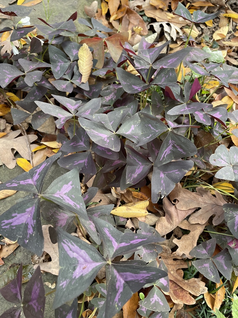 false shamrock from Sydney St SE, Atlanta, GA, US on November 28, 2024 ...