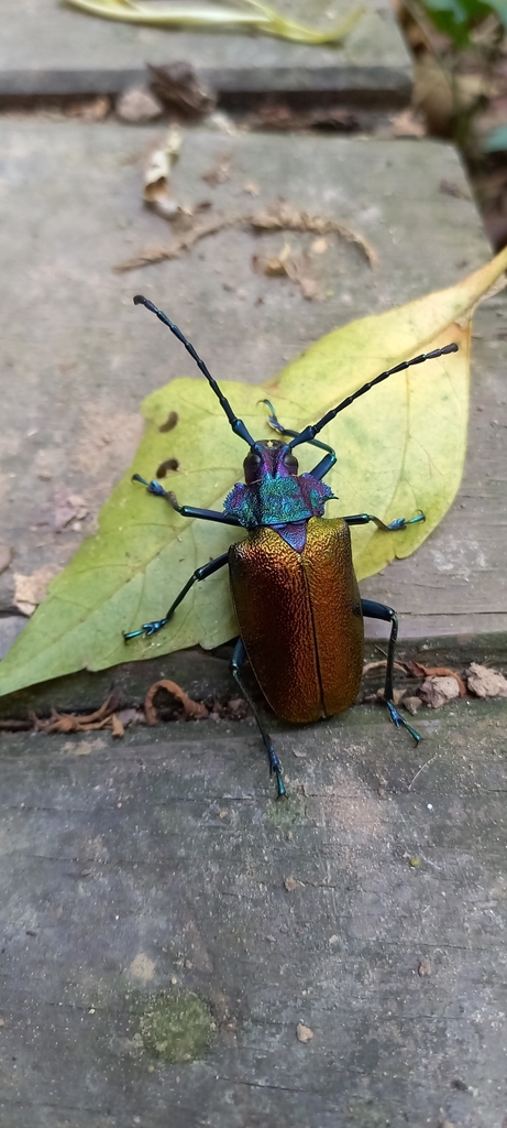 Pyrodes nitidus from Guarulhos, SP, Brasil on November 28, 2024 at 10: ...