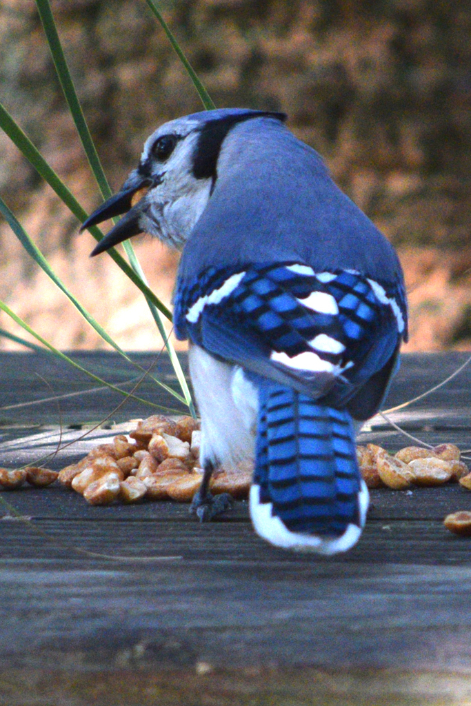 Blue Jay from Kendall, FL, USA on November 28, 2024 at 09:53 AM by ...