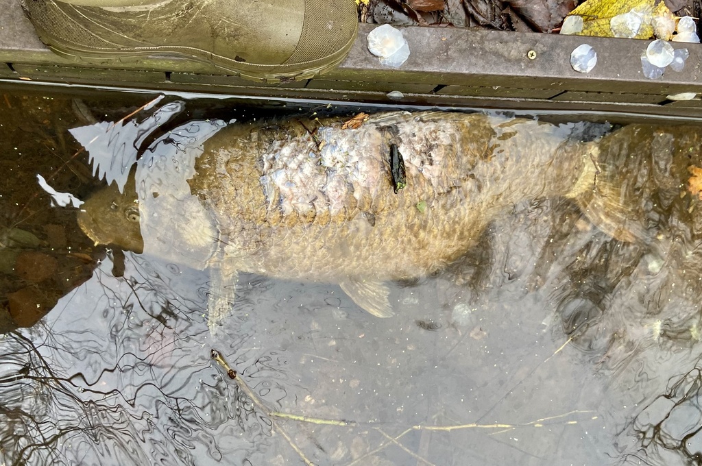 European Carp from Hillingdon, London, England, GB on 27 November, 2024 ...