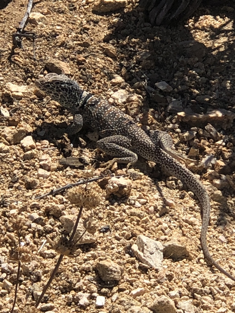 Desert Collared Lizard from Parc National de Joshua Tree, Yucca Valley ...