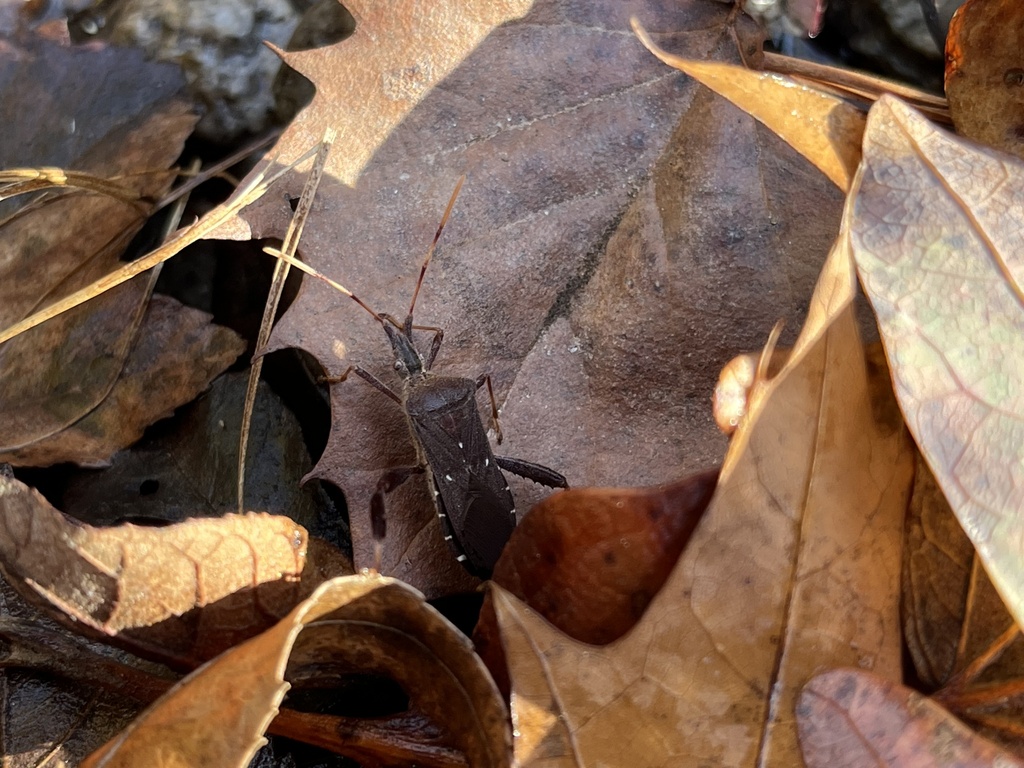 Northern Leaf-footed Bug from Trappers Run Dr, Cary, NC, US on November ...