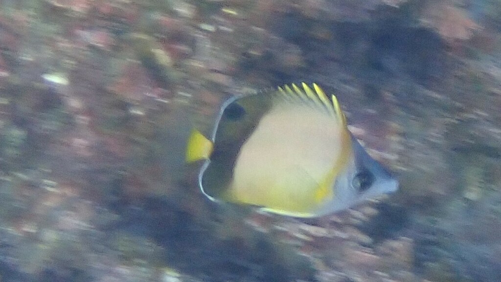 Japanese Butterflyfish from Gochome, Shimoda, Shizuoka 415-0025, Japan ...