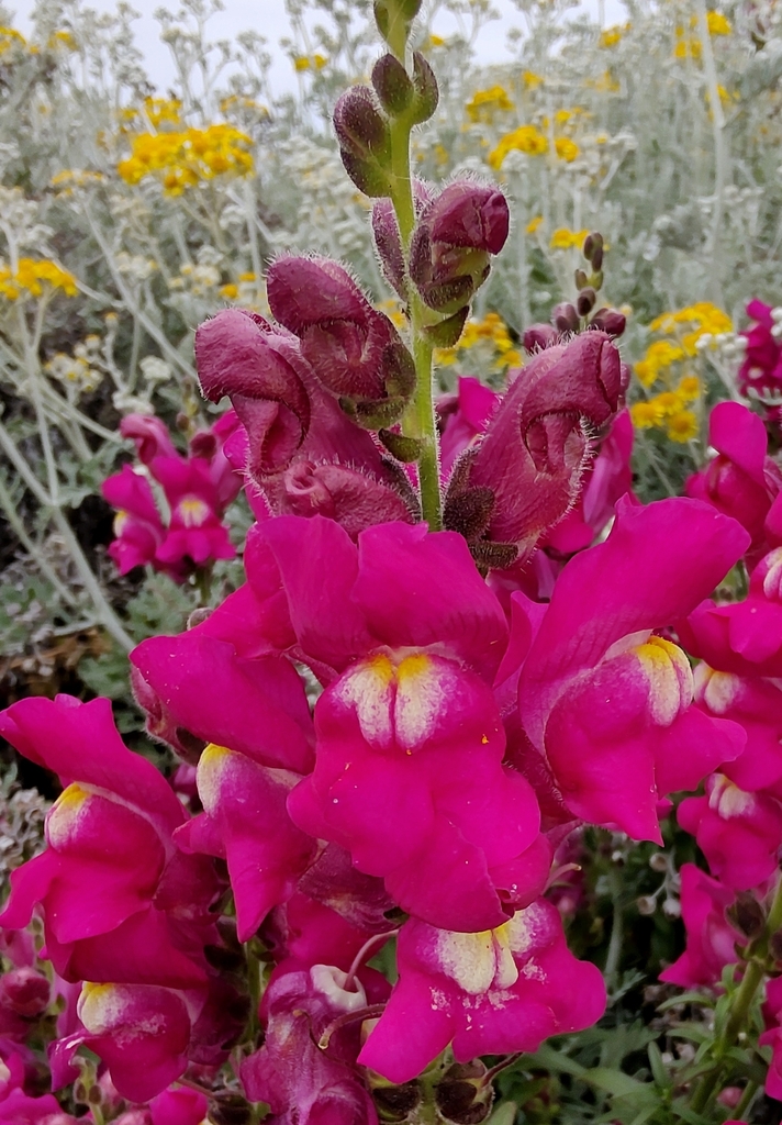 Snapdragon from Kaikoura Central, Kaikōura 7300, New Zealand on ...