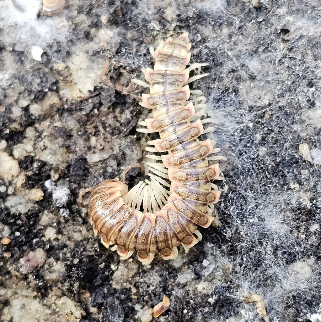 Dicellarius from Tallassee, AL 36078, USA on November 28, 2024 at 01:17 PM by Bob Reed · iNaturalist