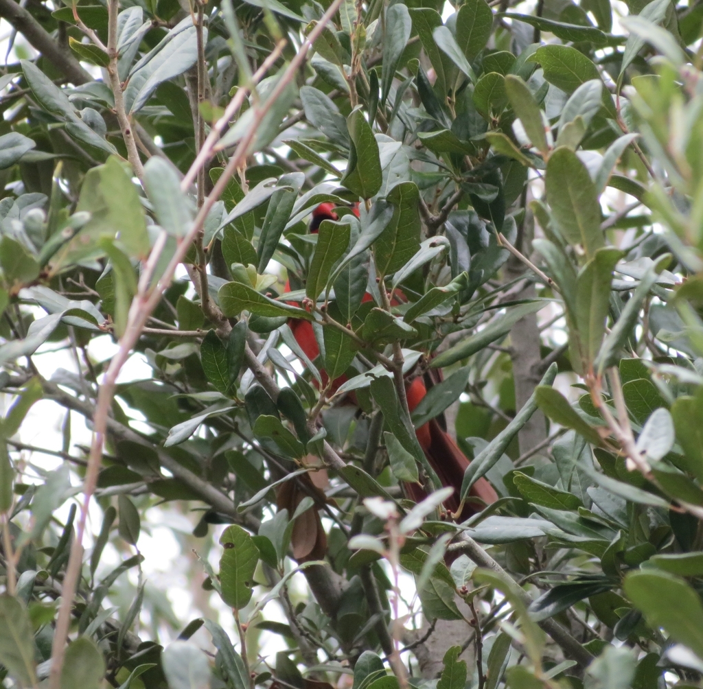 Northern Cardinal in November 2024 by cass_9 · iNaturalist
