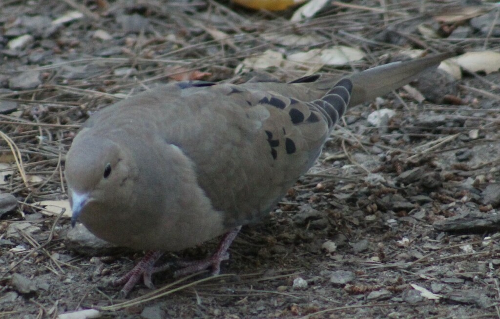 Mourning Dove from Clairemont, San Diego, CA, USA on November 22, 2024 ...