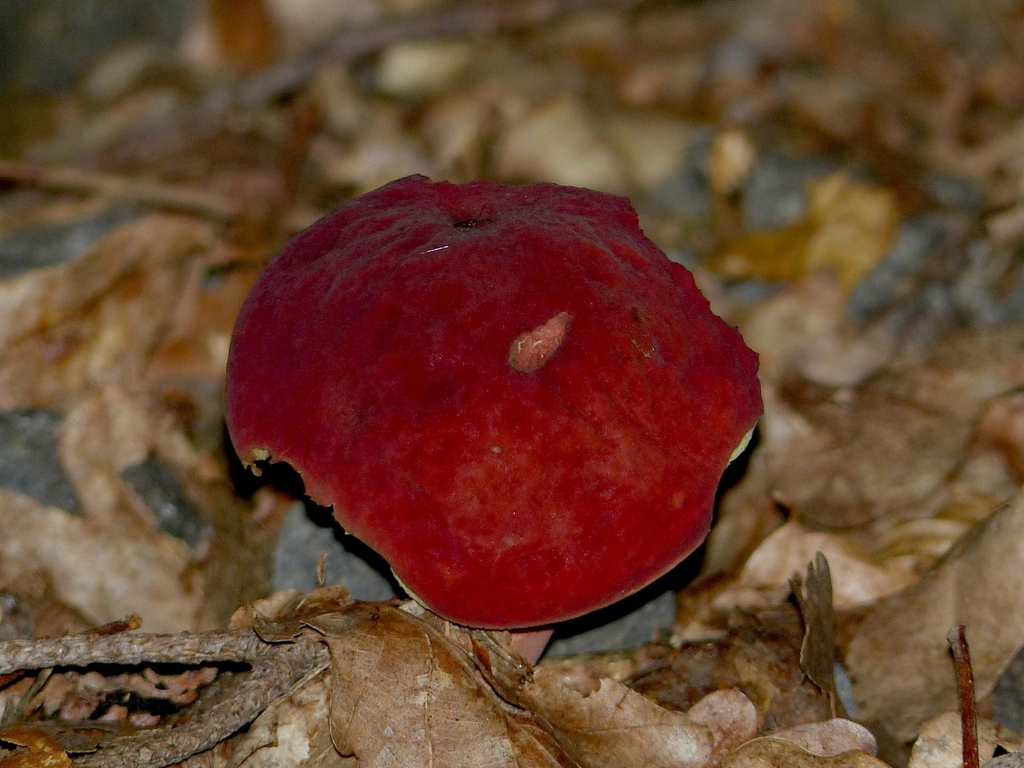 Ruby Bolete from Jennersdorf, Österreich on July 30, 2024 at 09:03 AM by lastovka · iNaturalist