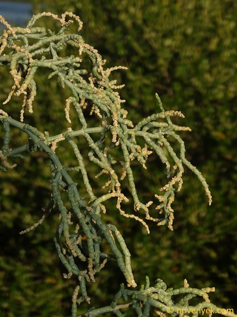 Haloxylon salicornicum from Dafan Ras Al Khaimah - Ras Al Khaimah ...