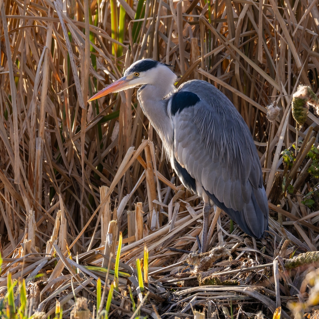 Grey Heron from Bramley, Leeds, UK on 27 November, 2024 at 02:59 PM by ...