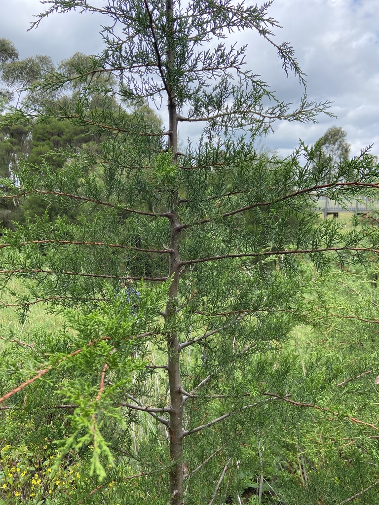 cedar of Goa from Lang Ct, Morwell, VIC, AU on November 26, 2024 at 02: ...