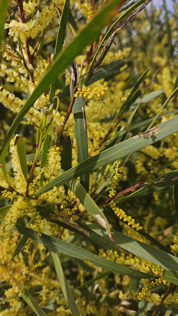 wattles from Raumati South, Paraparaumu, New Zealand on July 27, 2024 ...