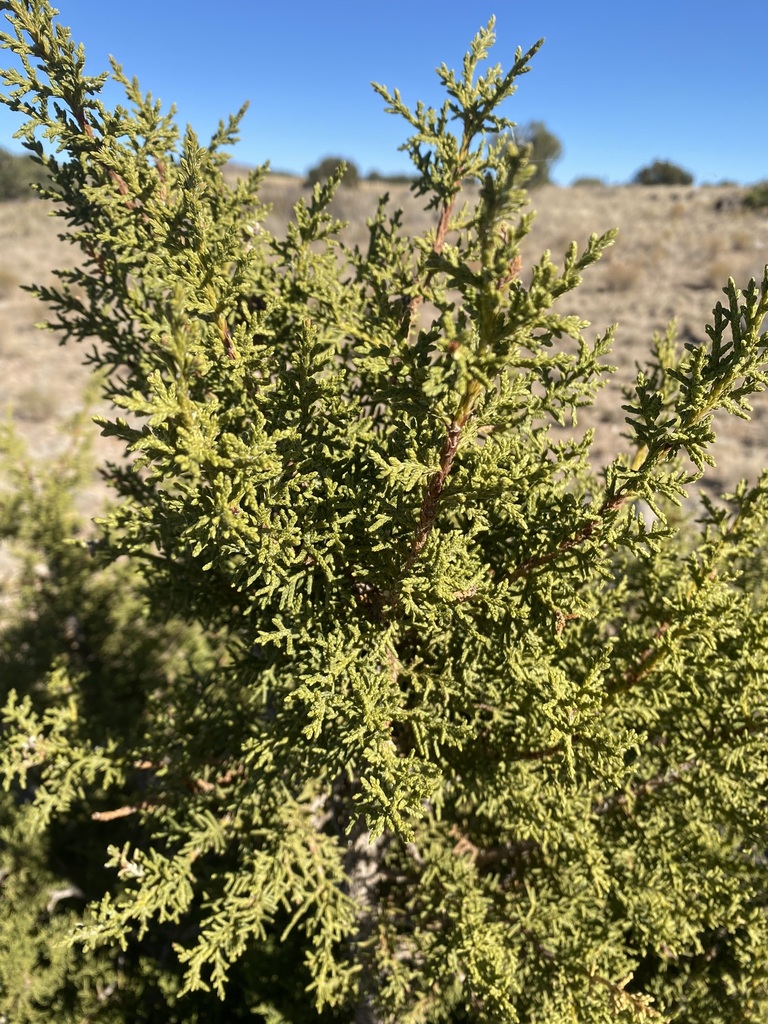 Utah Juniper from Chino Valley, AZ, USA on November 10, 2024 at 02:05 ...