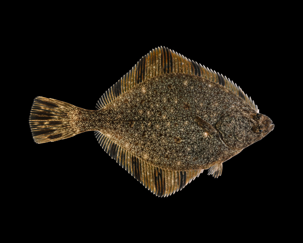 Starry Flounder from Tomales Bay, Marshall, CA, US on November 27, 2024 ...
