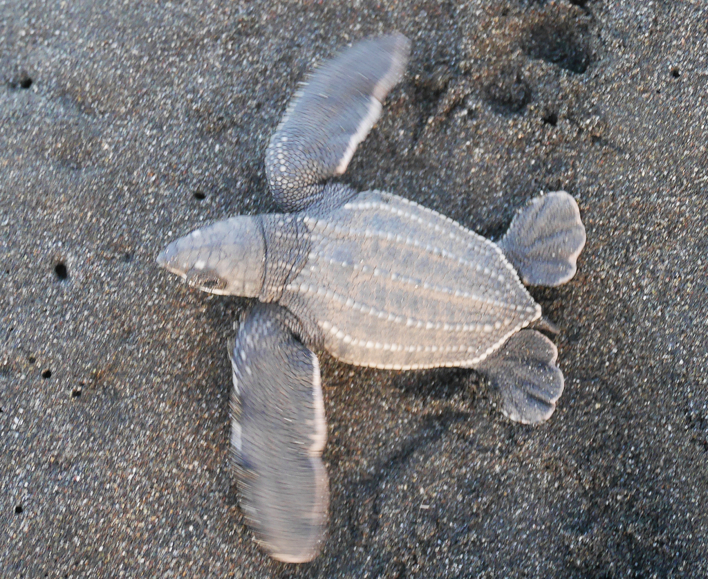 Leatherback Sea Turtle in July 2016 by timon-lepidus · iNaturalist