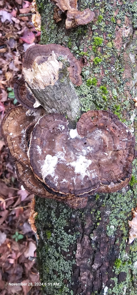 Thin-walled Maze Polypore from Ardmore, AL 35739, USA on November 28 ...