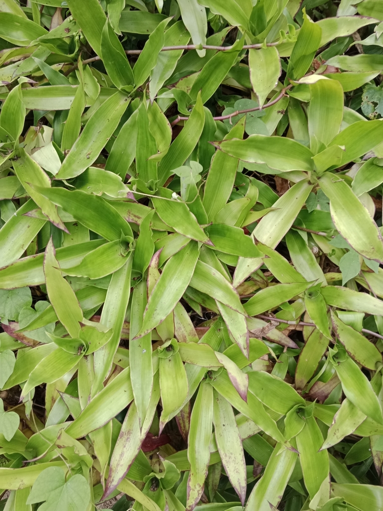 False Bromeliad Plant from Nimbin NSW 2480, Australia on November 29 ...
