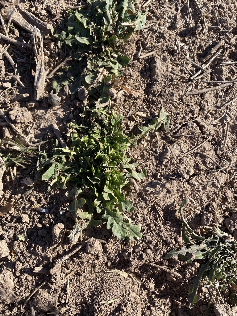 common dandelion from Chino Valley, AZ, USA on November 10, 2024 at 02: ...