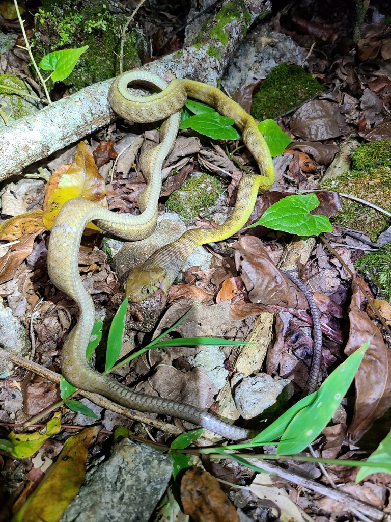 Brown Tree Snake in March 2021 by Kathlyn Stauffer · iNaturalist