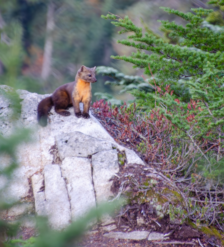 Pacific Marten from King County, WA, USA on October 13, 2024 at 08:14 ...