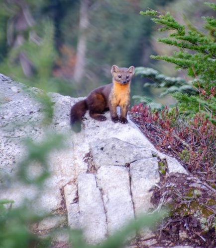 Pacific Marten (Martes caurina) (Wildlife of the United States ...