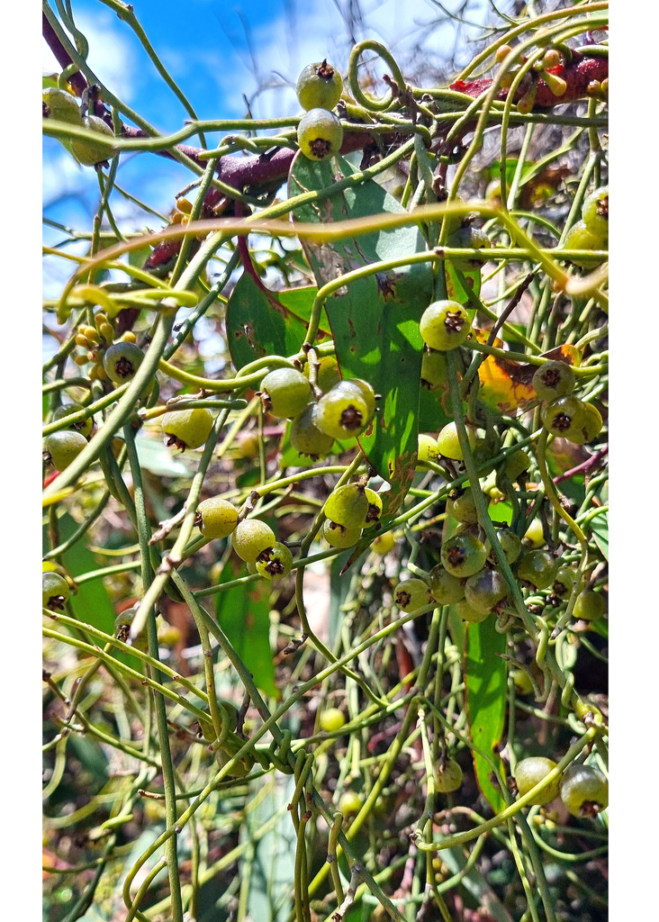 Coarse Dodder-laurel from Bells Beach VIC 3228, Australia on November ...