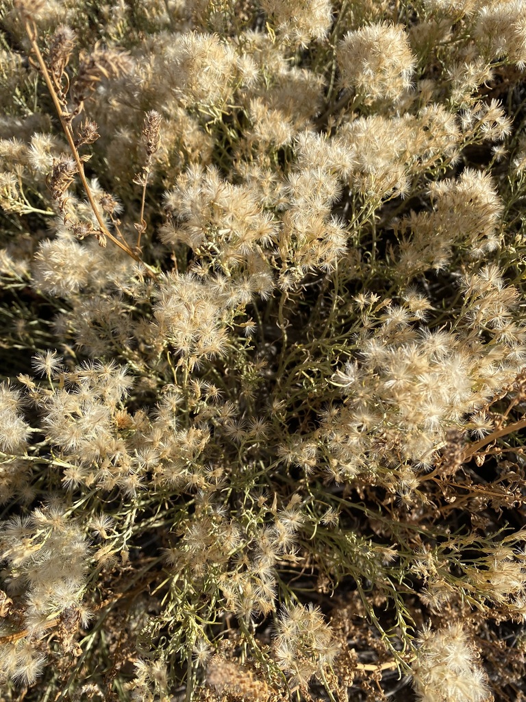 Rubber Rabbitbrush from Chino Valley, AZ, USA on November 10, 2024 at ...
