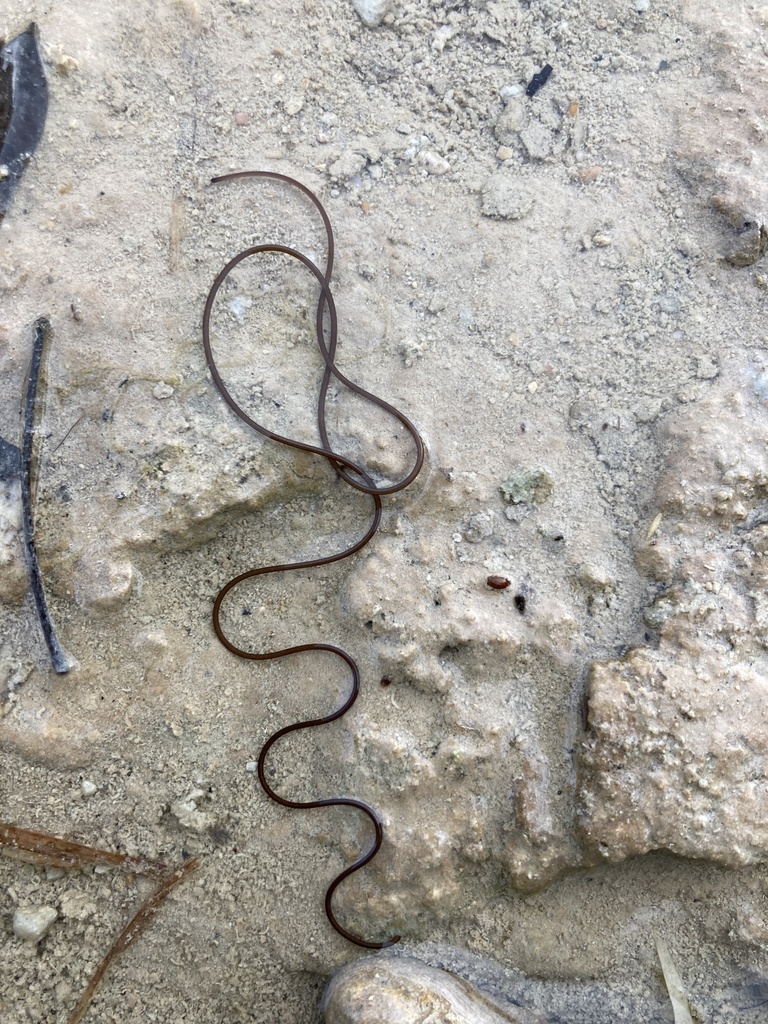 Gordioidea from Dinosaur Valley State Park, Glen Rose, TX, US on ...