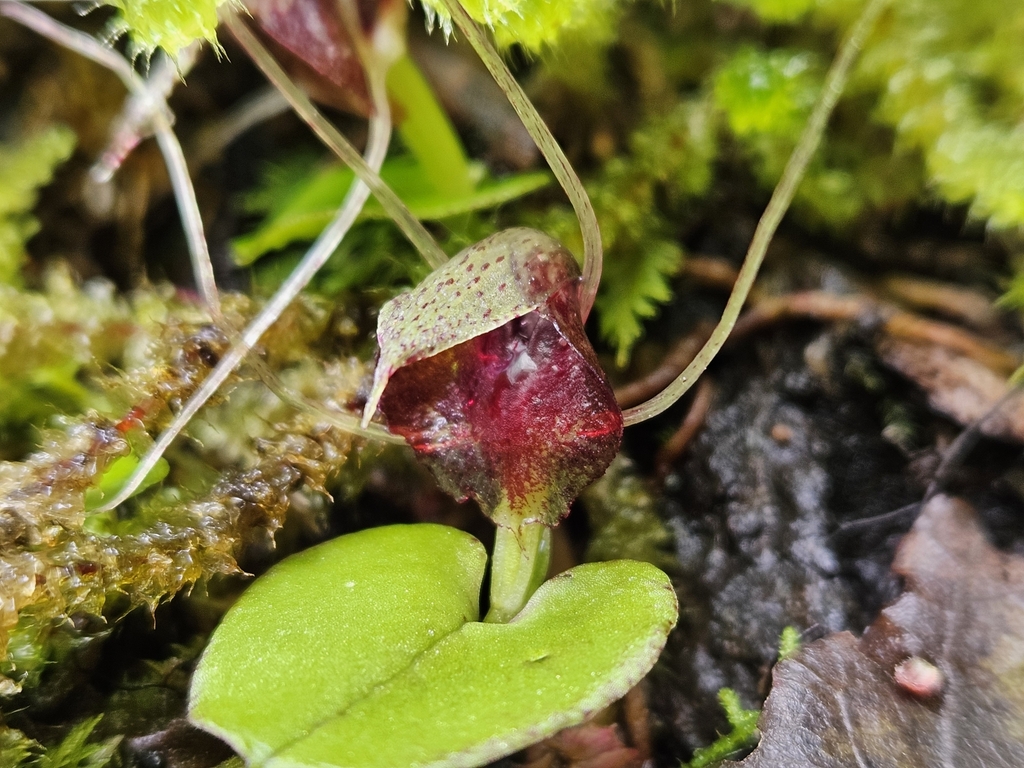 Corybas hatchii from 7073, New Zealand on November 2, 2024 at 12:51 PM ...